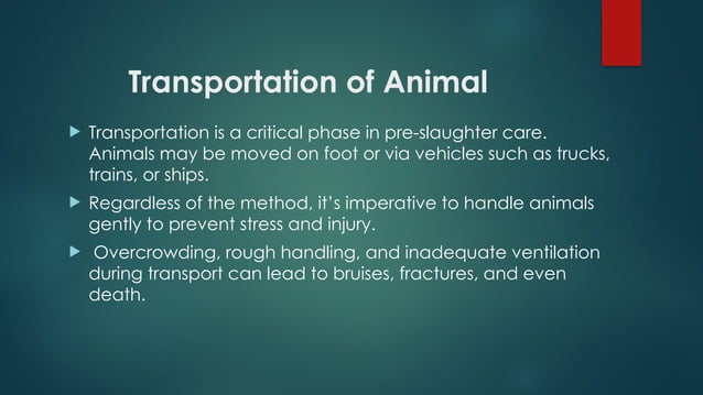 Pre - Slaughter care Presentation.p nmptx | PPTX