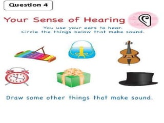 How do we use our senses? | PPTX | Eye and Vision Conditions | Diseases ...