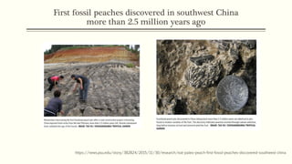 Peach as a symbol of longevity | PDF