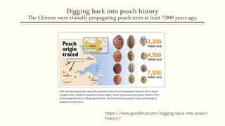 Peach as a symbol of longevity | PDF