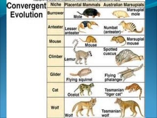 Preanalytical variables and biological variations | PPT