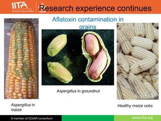 Pre and Post-Harvest Management of Aflatoxin in Food Crops | PPT