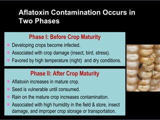 Pre and Post-Harvest Management of Aflatoxin in Food Crops | PDF