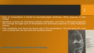 Pre and post natal growth of maxilla | PPTX | Bone and Joint Conditions ...