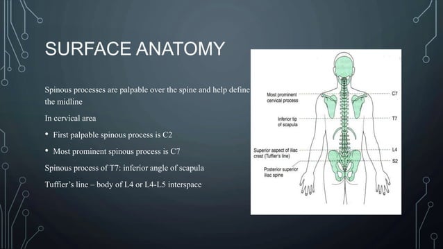 Pre anesthesia and anatomic landmarks | PPTX | Brain and Nervous System ...