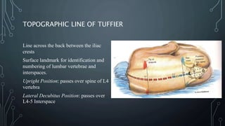 Pre anesthesia and anatomic landmarks | PPTX | Brain and Nervous System ...