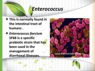Prebiotic and probiotic. | PPTX