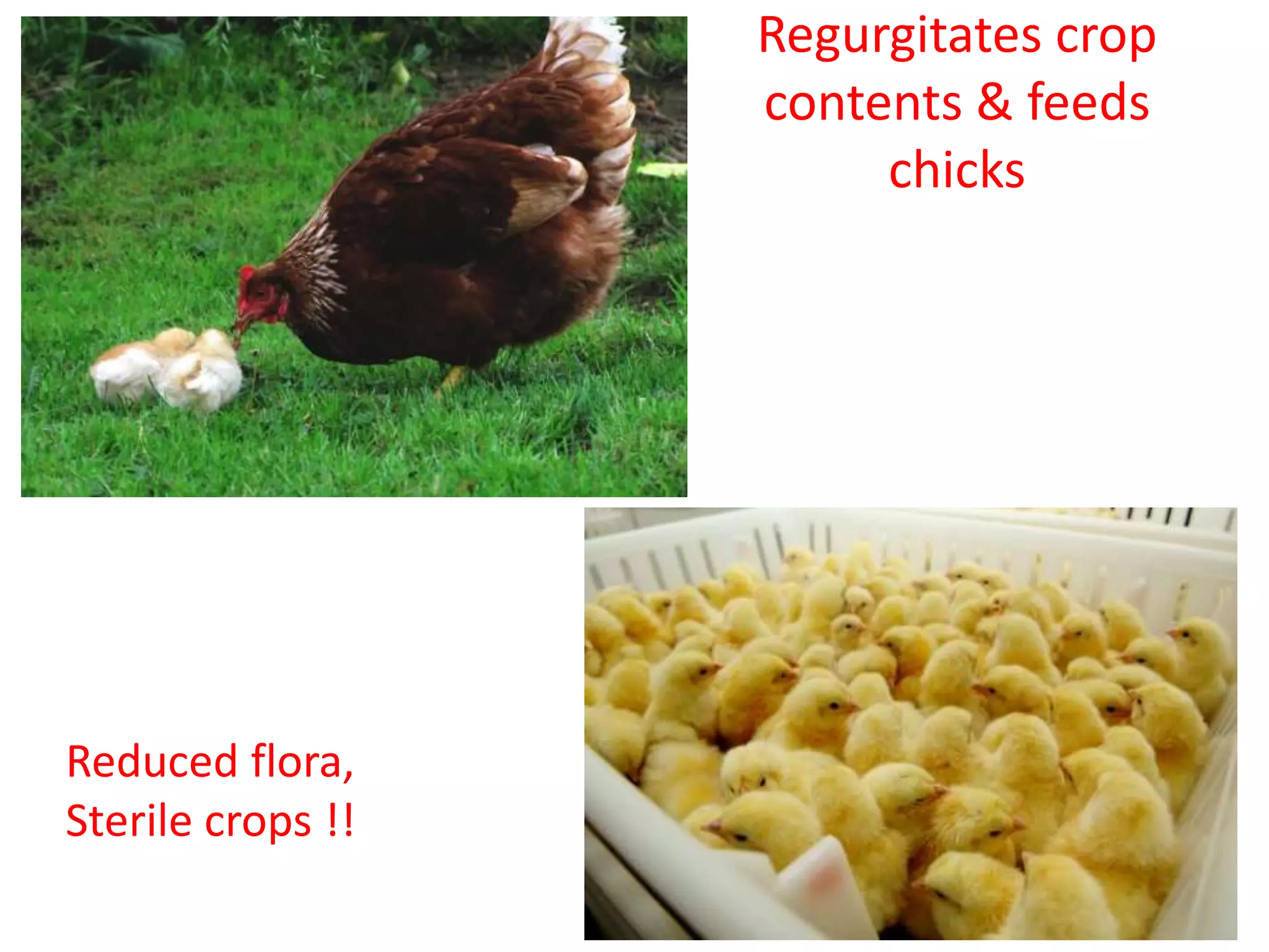 Prebiotics in poultry | PPTX