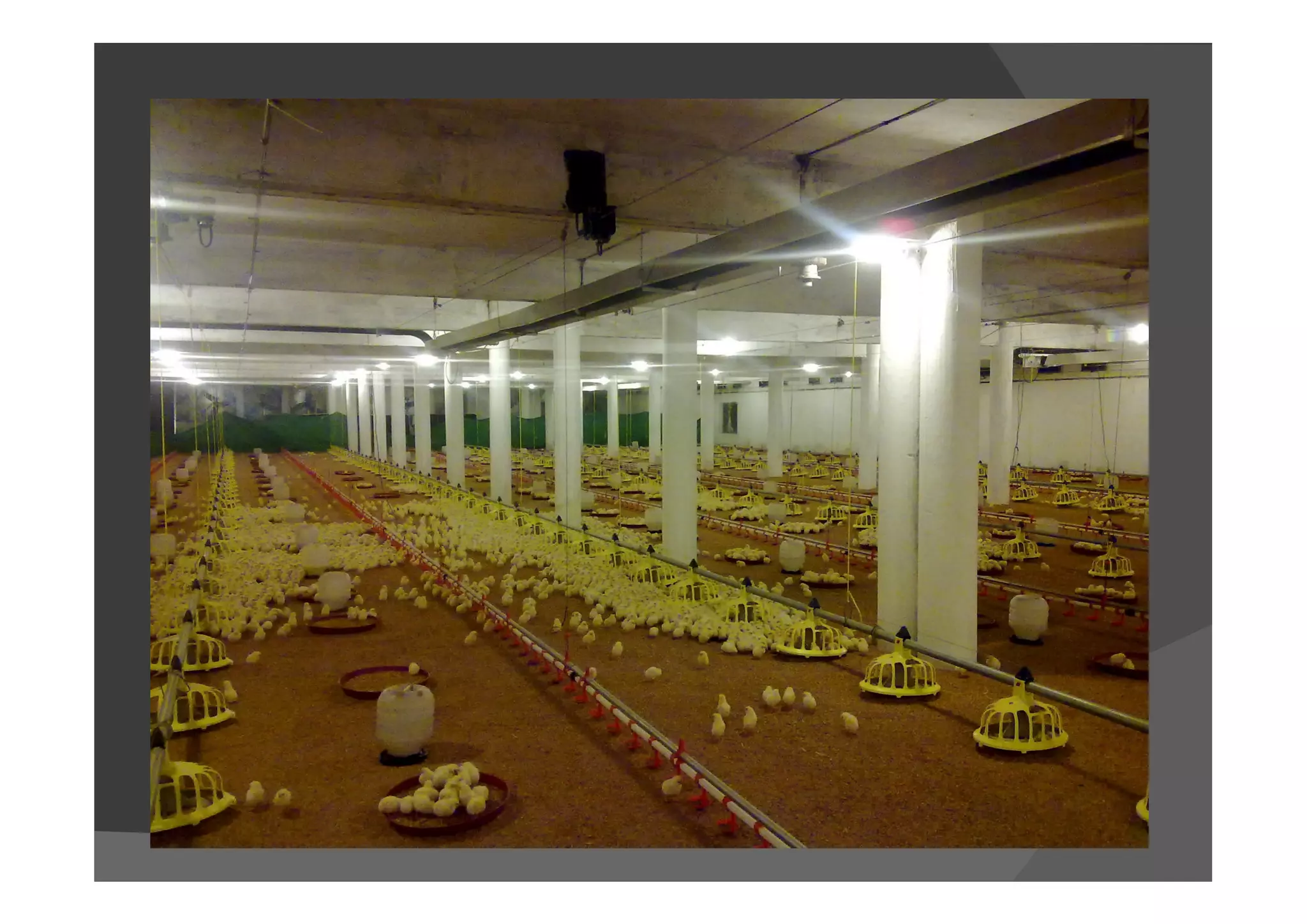 Pre –brooding, brooding and rearing management of chicks | PDF