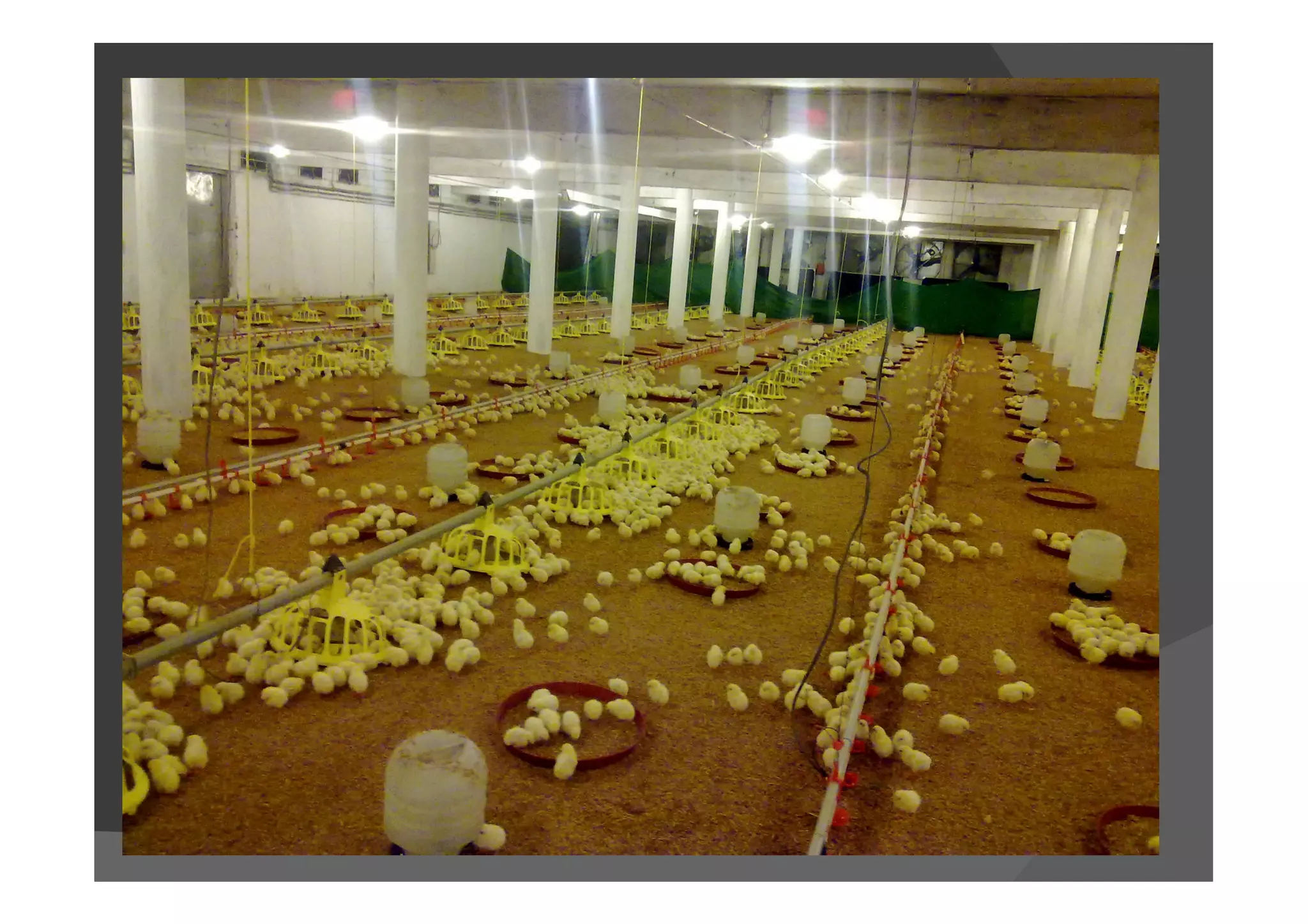 Pre –brooding, brooding and rearing management of chicks | PDF