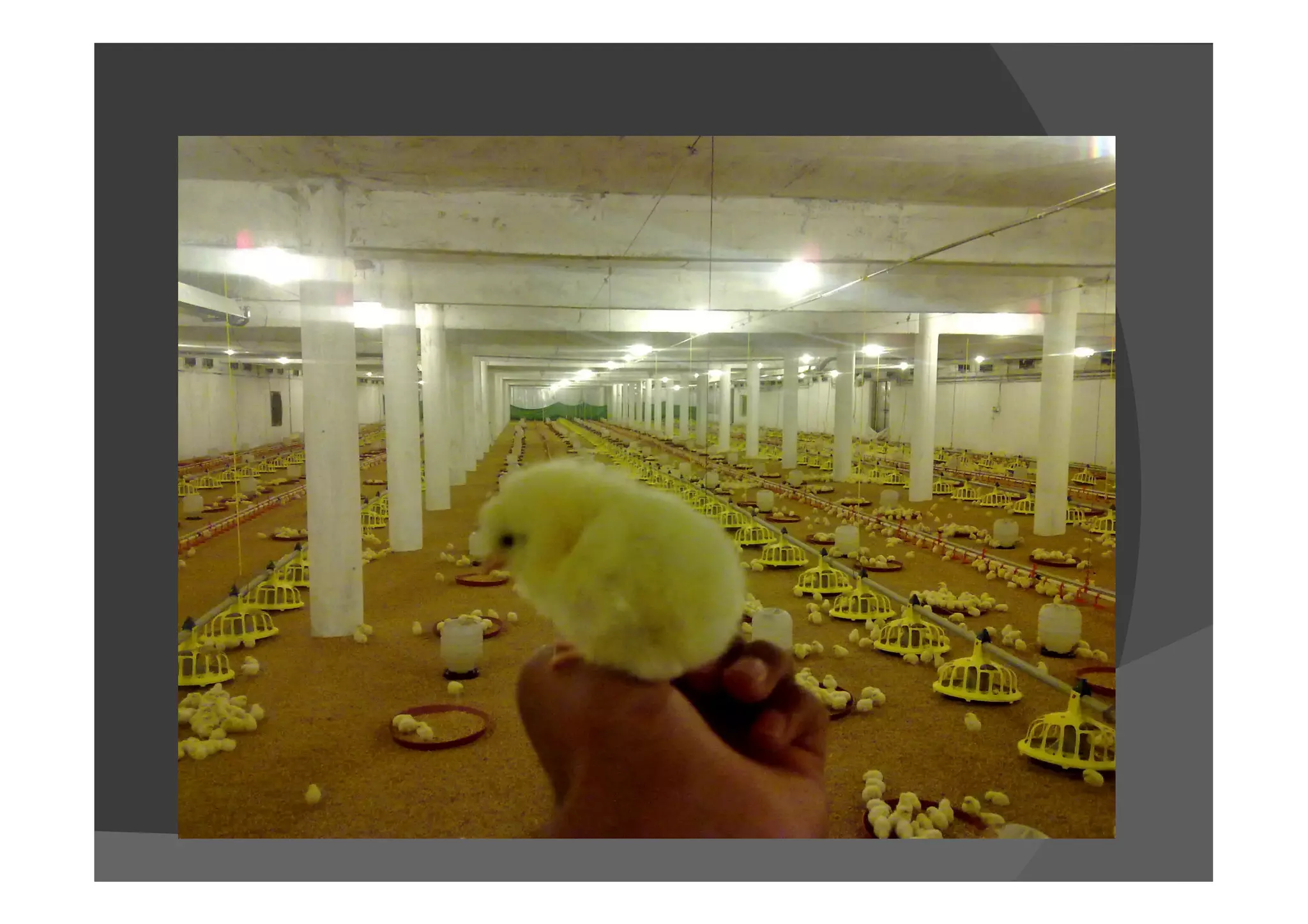 Pre –brooding, brooding and rearing management of chicks | PDF