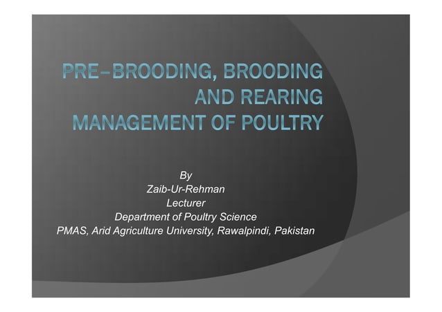 Pre –brooding, brooding and rearing management of chicks | PDF