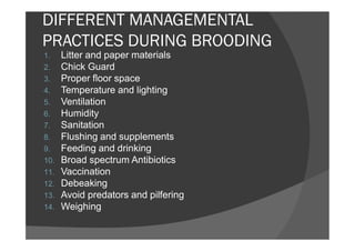 Pre –brooding, brooding and rearing management of chicks | PDF