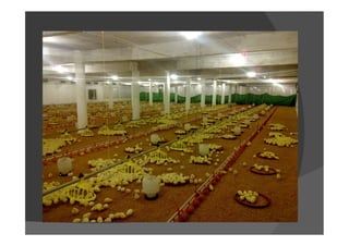 Pre –brooding, brooding and rearing management of chicks | PDF