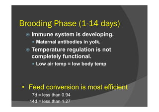 Pre –brooding, brooding and rearing management of chicks | PDF