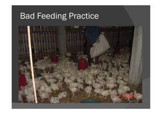 Pre –brooding, brooding and rearing management of chicks | PDF