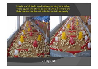 Pre –brooding, brooding and rearing management of chicks | PDF