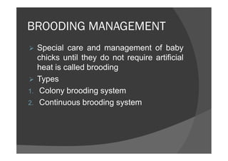Pre –brooding, brooding and rearing management of chicks | PDF