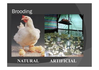 Pre –brooding, brooding and rearing management of chicks | PDF