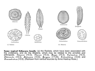 Precambrian (ediacara) cambrian stratigraphic boundary | PPT