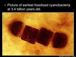 Precambrian Bacteria
