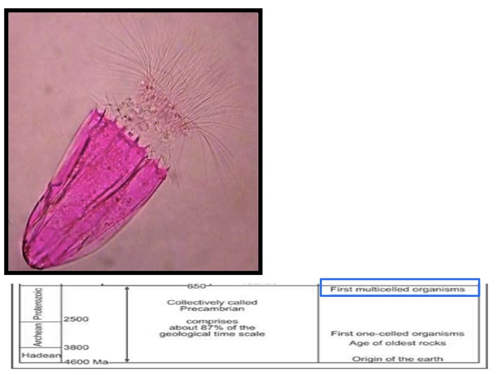 Precambrian Supereon, Earths Past, Geologic History Lesson PowerPoint