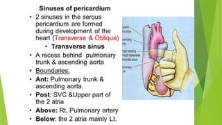 precardium.pptx