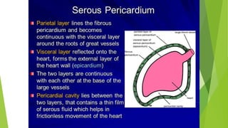 precardium.pptx