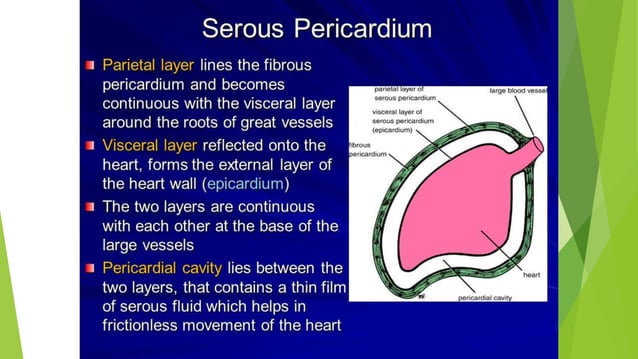 precardium.pptx