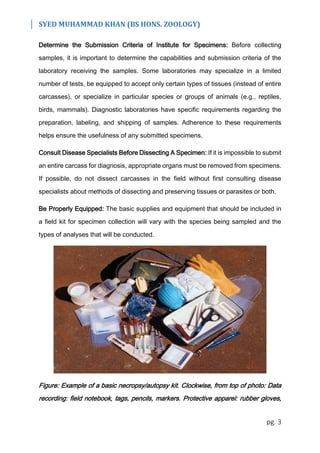 Precautionary Measures for Collecting Animal Specimens | PDF