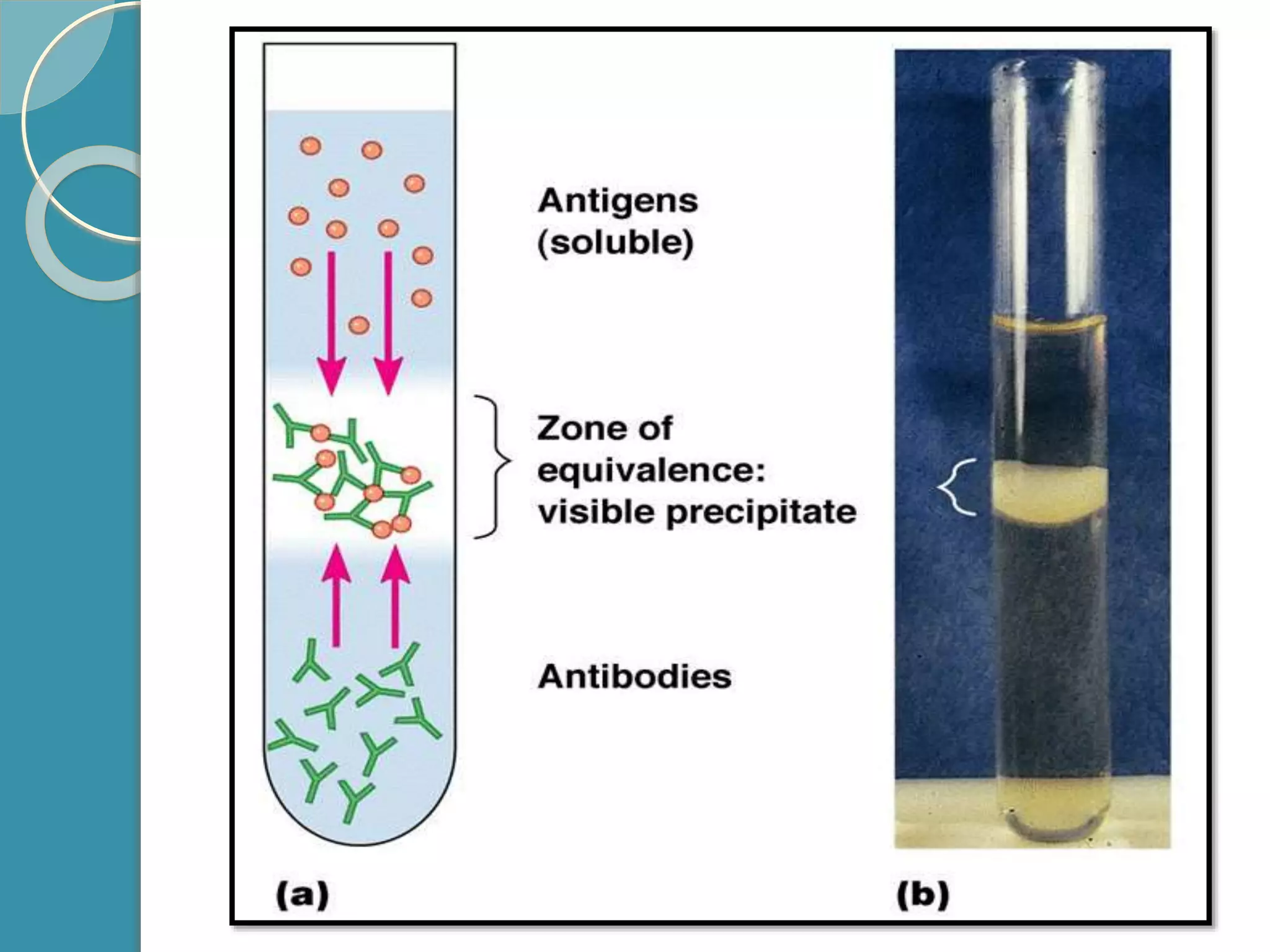Antigen-Antibody Reactions | PPTX