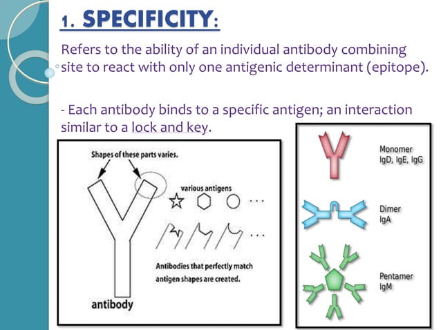 Antigen-Antibody Reactions | PPTX | Blood Disorders | Diseases and ...