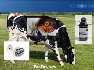 Precision Dairy Monitoring of Fresh Cows | PPTX | Endocrine and ...