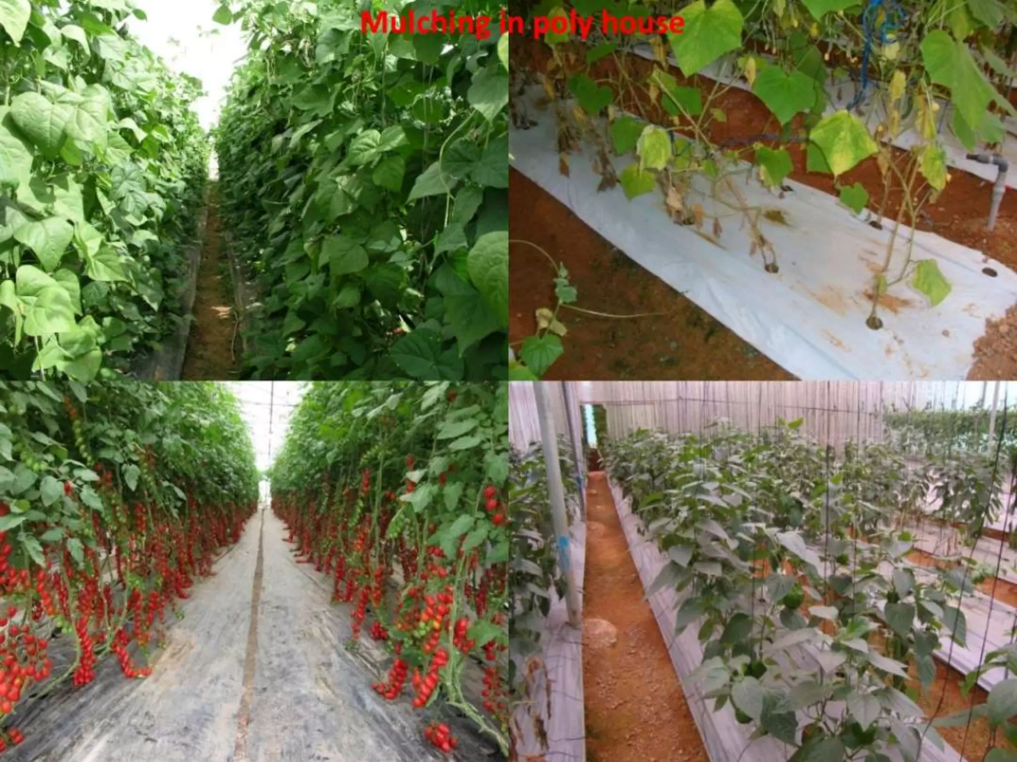 Precision farming in horticulture | PPTX