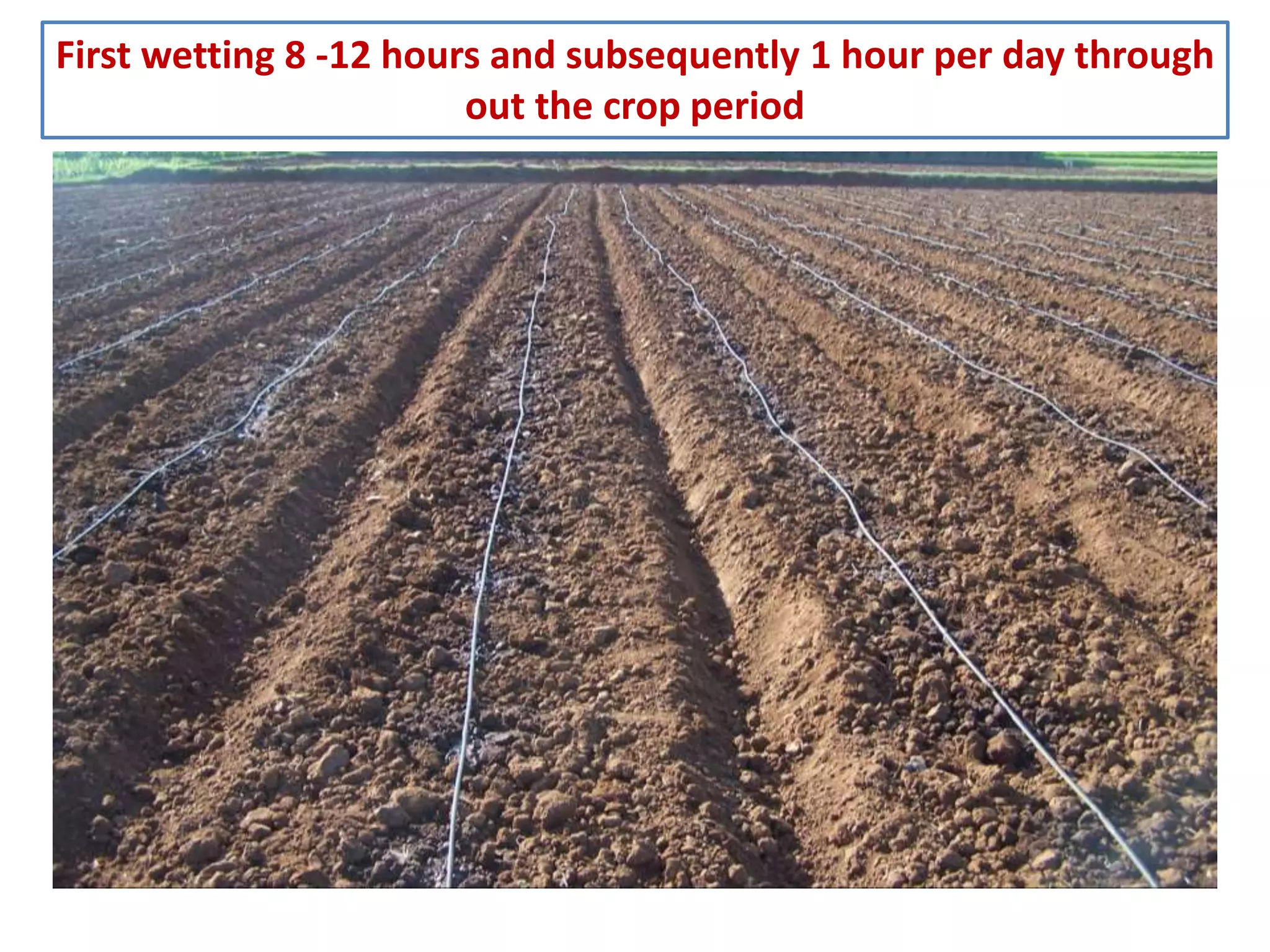 Precision Horticulture.pptx | Agriculture | Industries