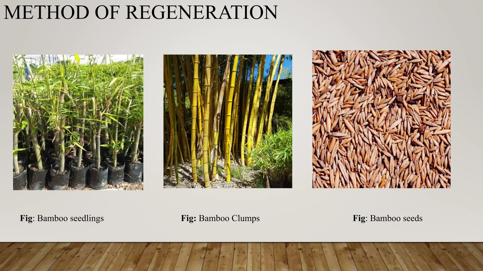 Precision Silviculture and Silviculture practices of bamboo.pptx