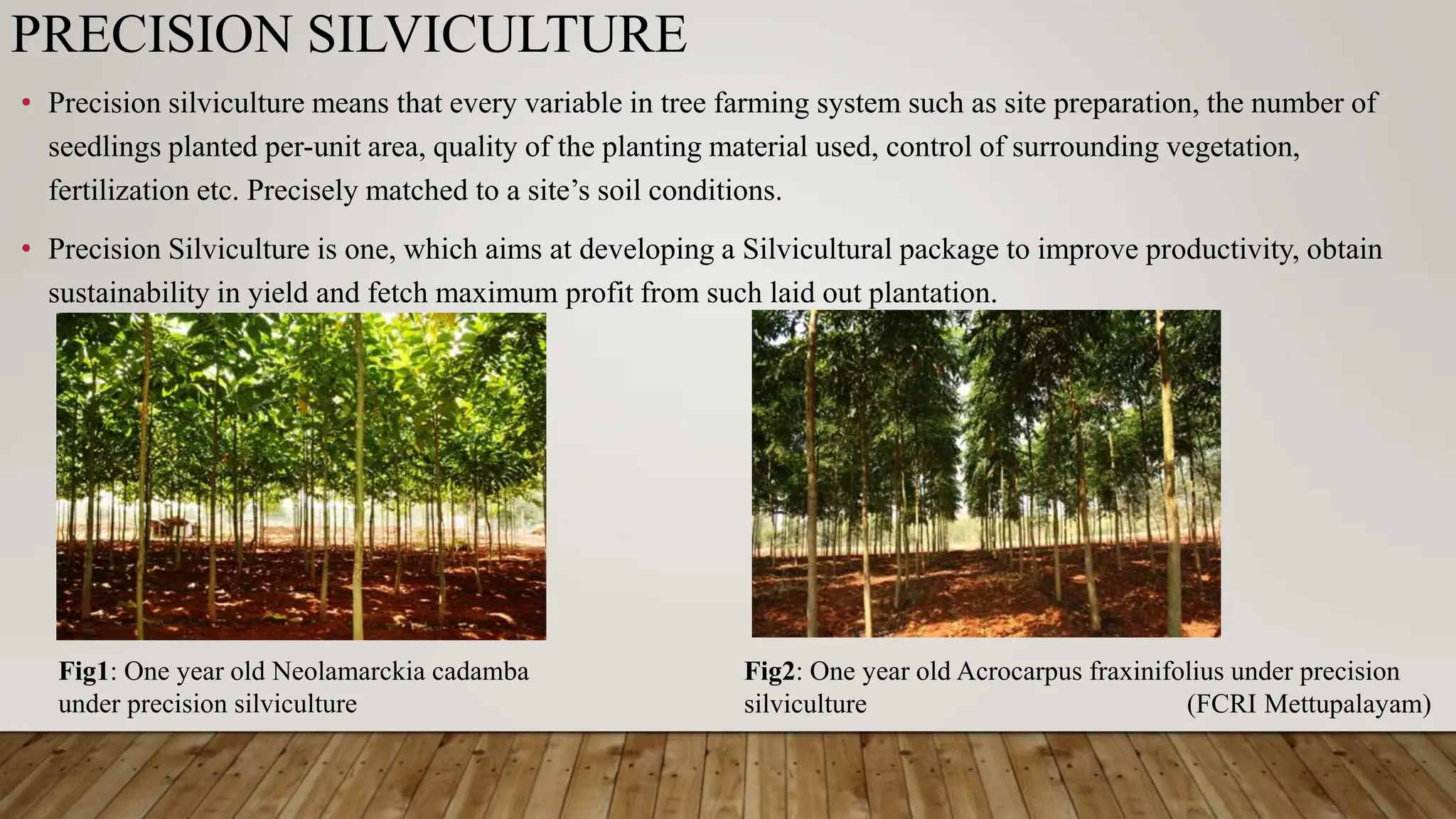 Precision Silviculture and Silviculture practices of bamboo.pptx