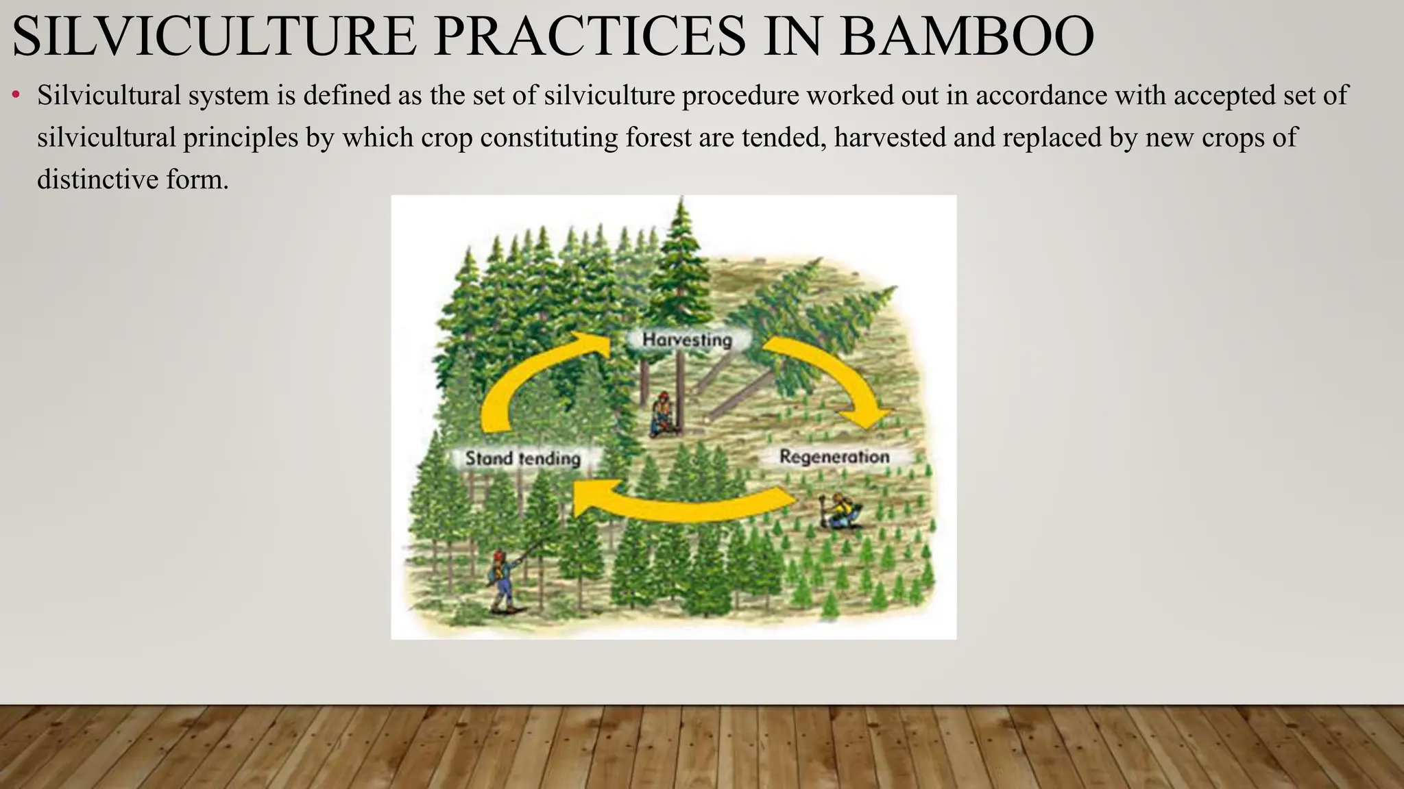 Precision Silviculture and Silviculture practices of bamboo.pptx