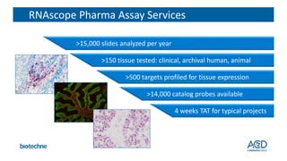 Expanding Precision Medicine & Biomarker Strategy Options with RNAscope ...