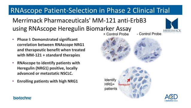 Expanding Precision Medicine & Biomarker Strategy Options with RNAscope ...