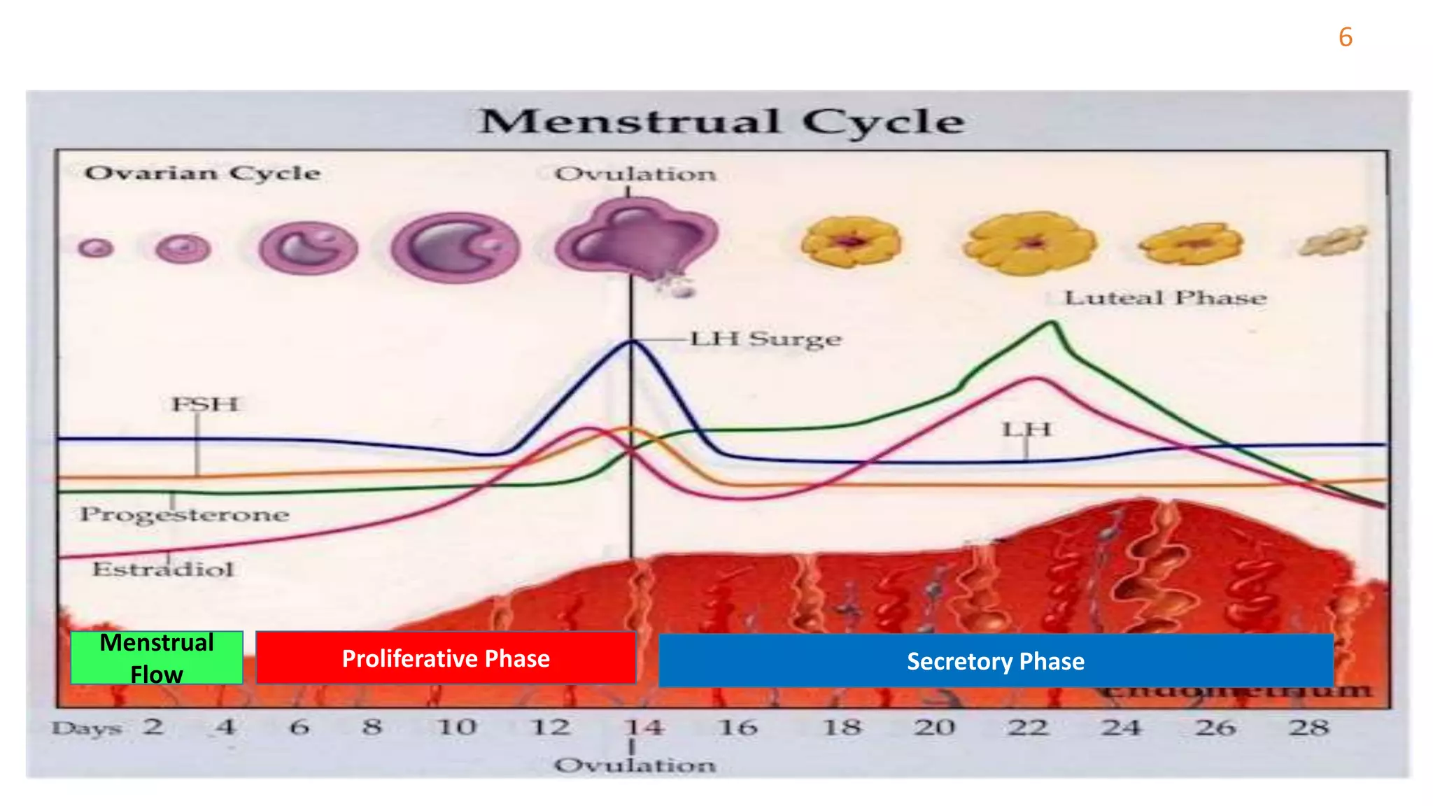 Preclinical screening of anti fertility agents | PPTX