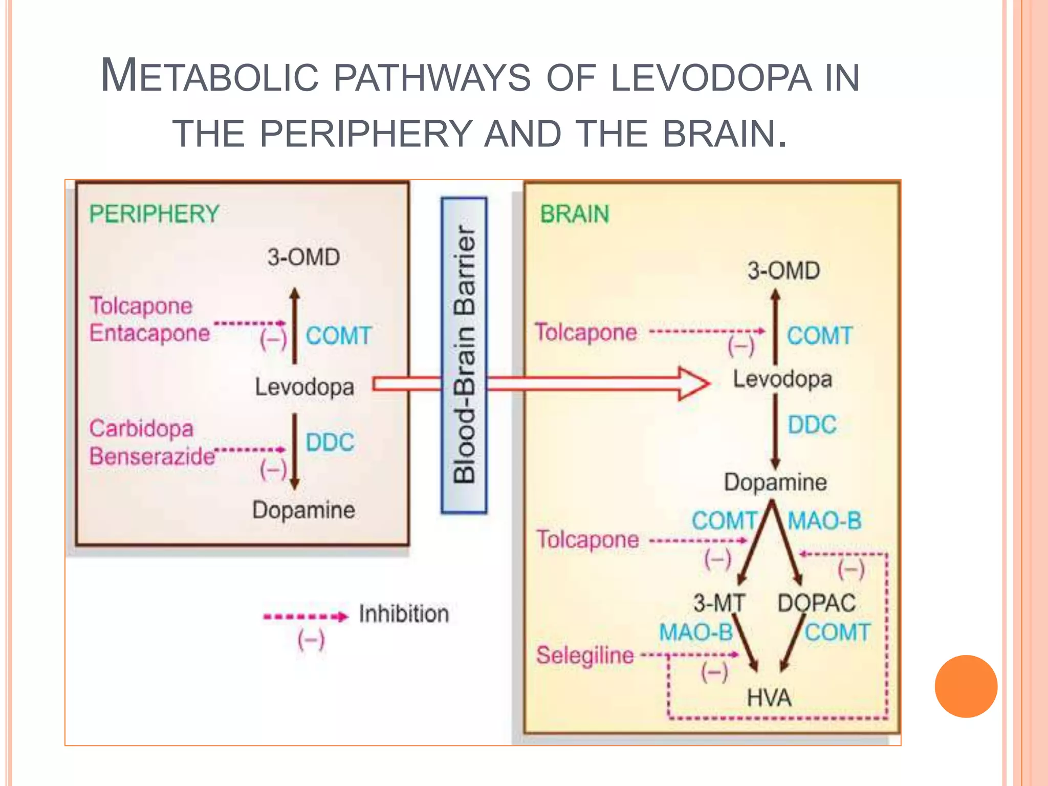 Preclinical study of anti parkinsonian drugs | PPTX