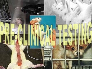 Preclinical testing - An intro | PPT
