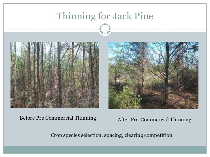 Pre Commercial Thinning Work Examples