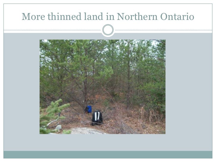 Pre Commercial Thinning Work Examples