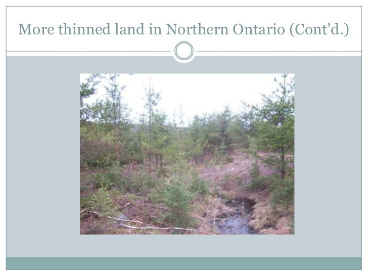 Pre Commercial Thinning Work Examples