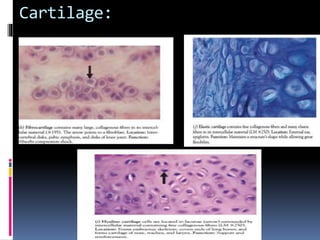 Tissues and types B.S zoology. | PPTX