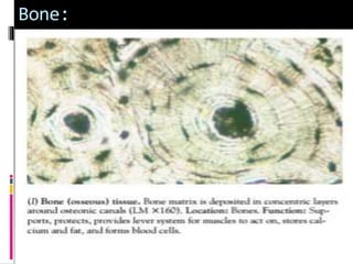 Tissues and types B.S zoology. | PPT