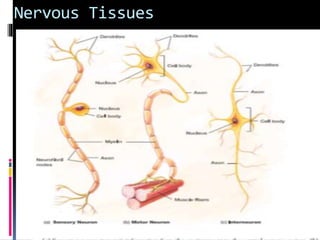 Tissues and types B.S zoology. | PPT