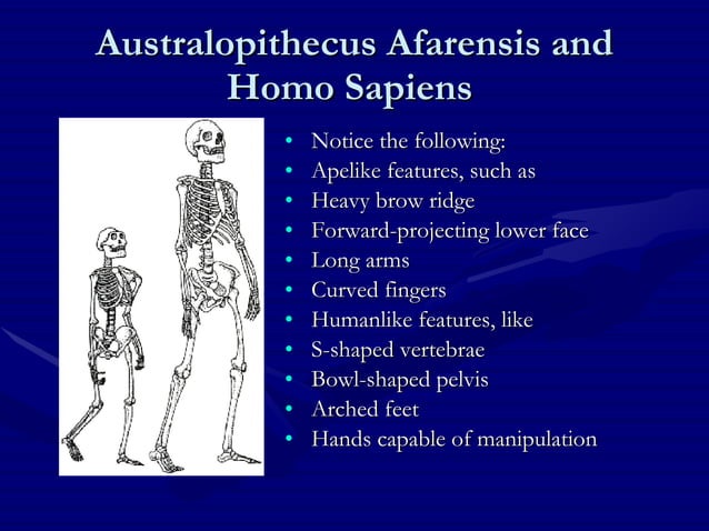 Lower to Upper Paleolithic | PPT